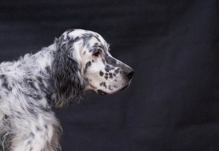 Engelse Setter Hond | Karakter, Opvoeding, Beweging, Etc.