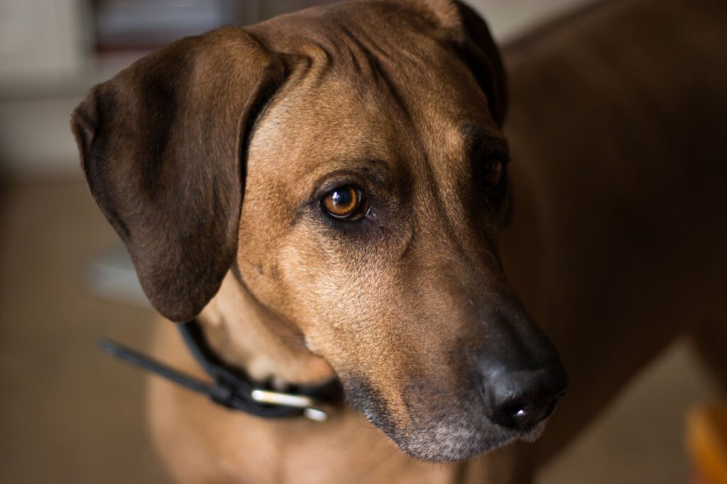 Pronkrug (Rhodesian Ridgeback) - Verzorging, beweging, opvoeding etc.